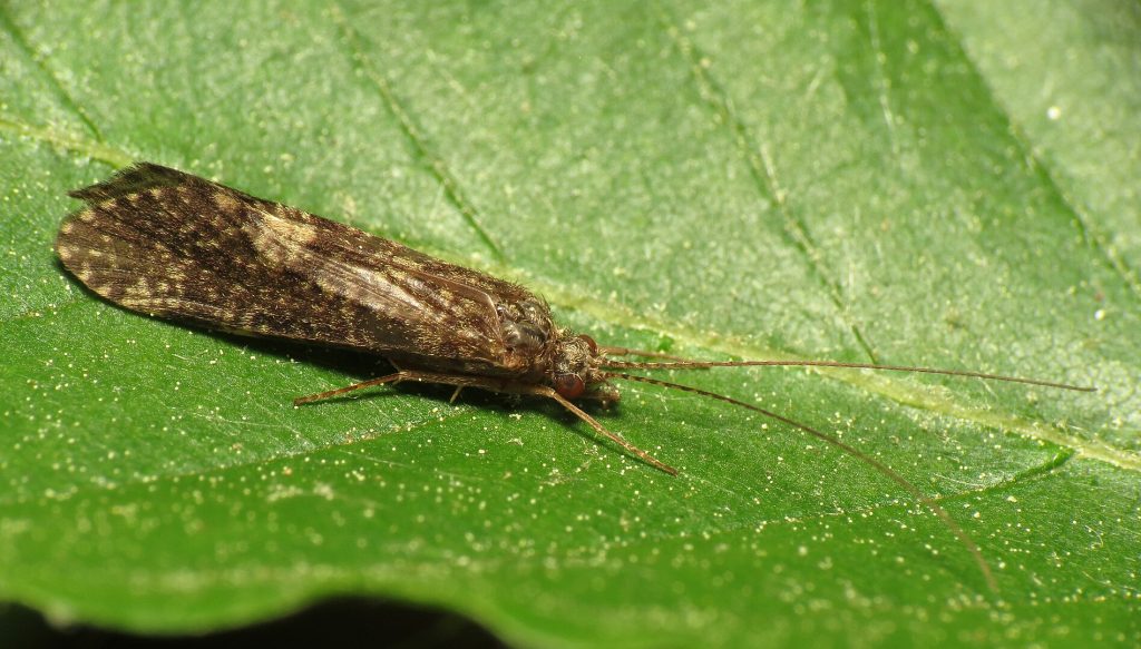 Caddisflies Guide: Expert Insights from Mint Pest Control