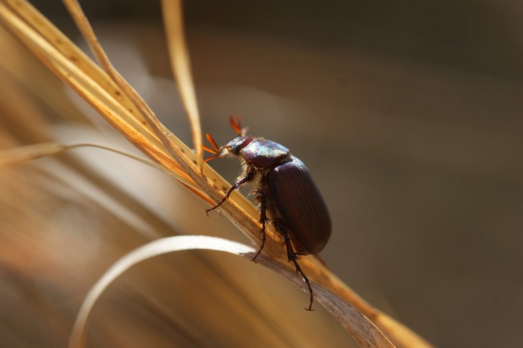 Beetle Guide: Identification, Species, Habitat, and Control