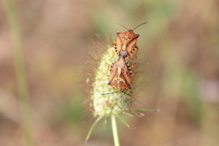 Chinch Bugs Guide: Identification, Control, and Prevention | Mint Pest ...