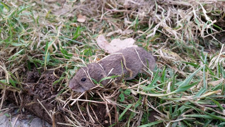 Voles Guide: Identification, Behavior, and Control