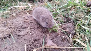Voles Guide: Identification, Behavior, and Control